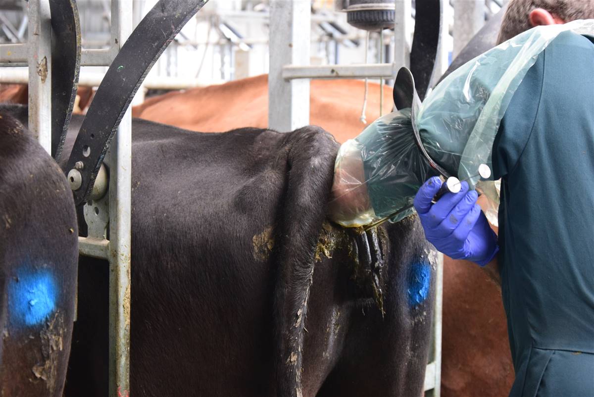 Inseminação Artificial em bovinos: vantagens e desvantagens | MilkPoint