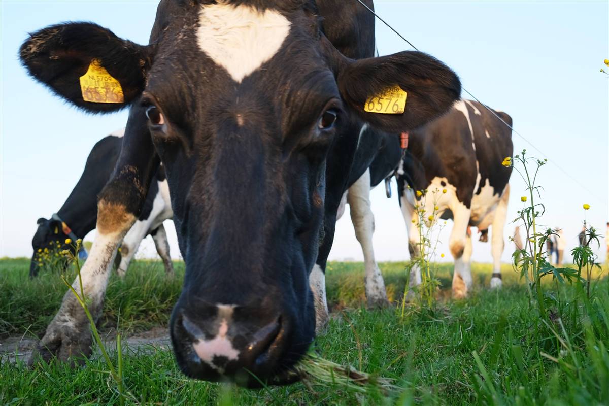 Cálculo do uso do dejeto leiteiro como fertilizante em pastagem | MilkPoint