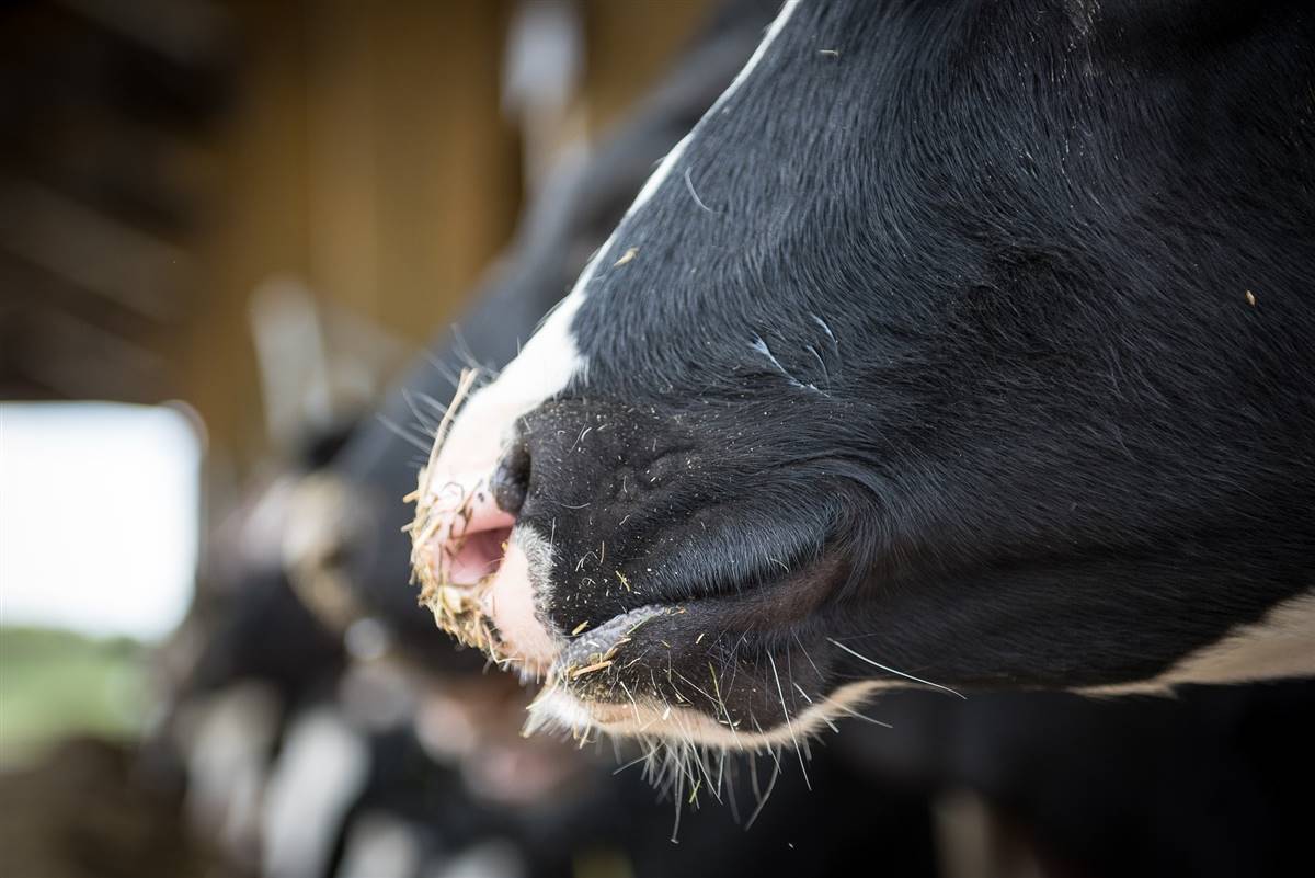 A microbiota ruminal e os engenheiros biológicos invisíveis | MilkPoint