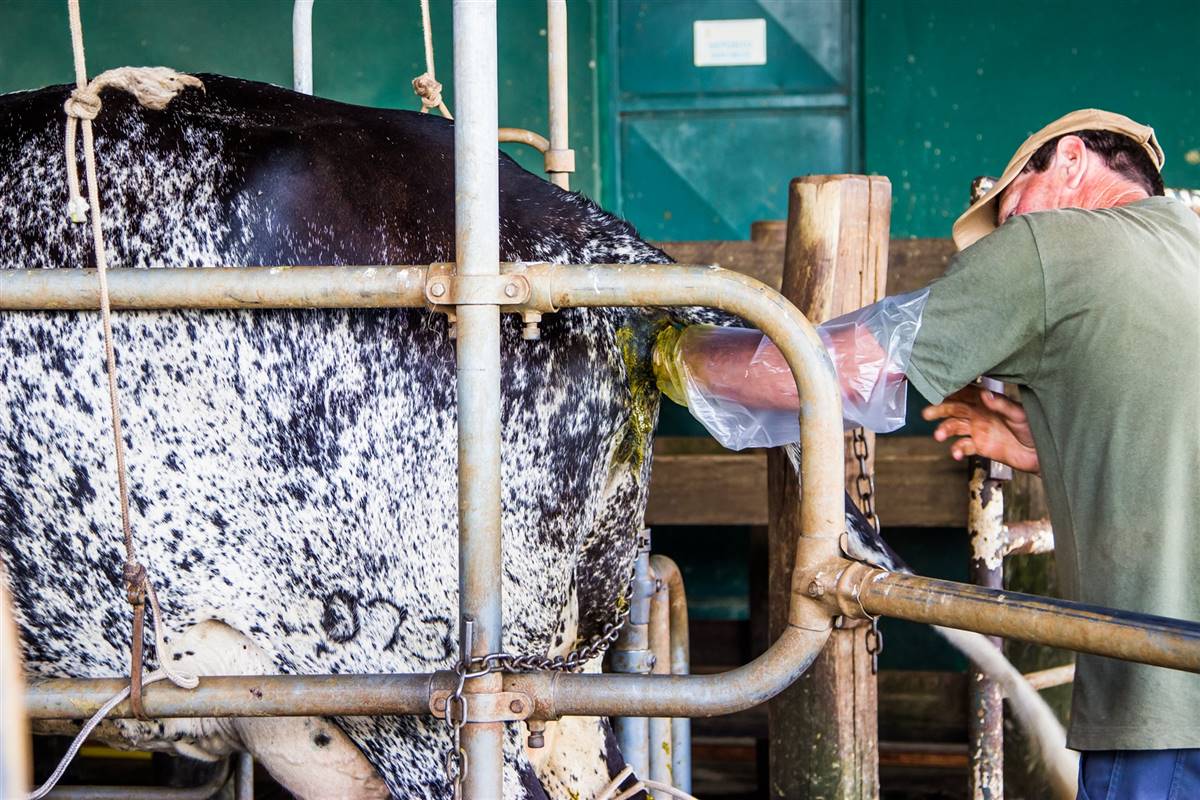 Melhorando a fertilidade das vacas leiteiras | MilkPoint