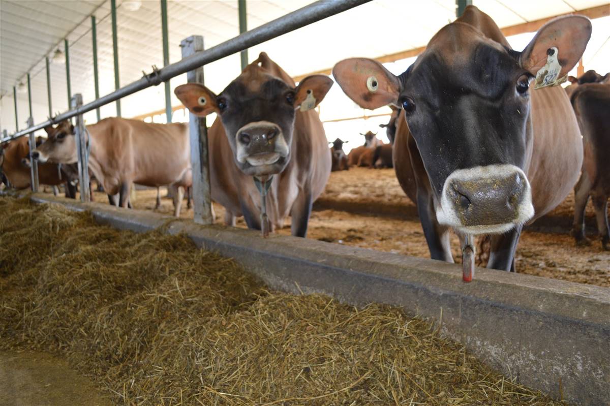Taxa de concepção: como ter mais vacas prenhas no rebanho | MilkPoint