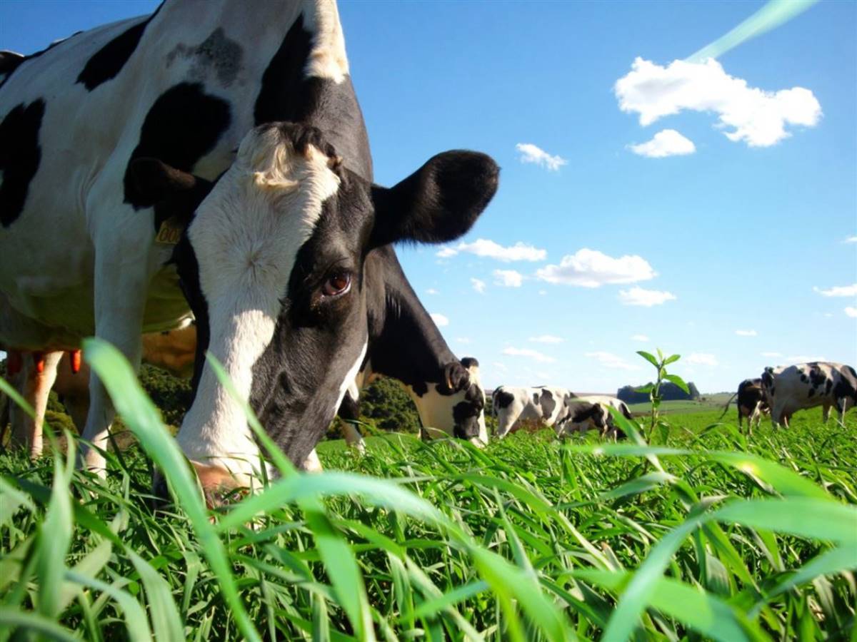 Diferimento de pastagens: programe a alimentação de suas vacas | MilkPoint