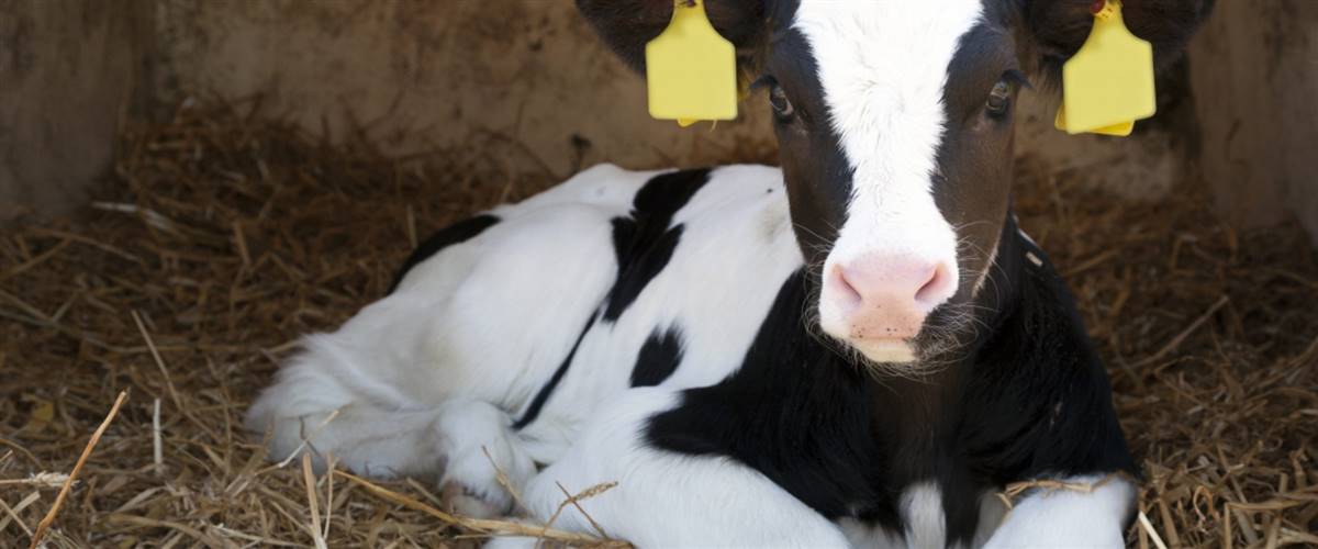 Pneumonia em bezerros: causas, controle e tratamento | MilkPoint