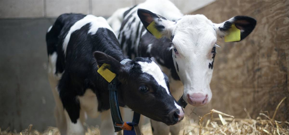 Como identificar as principais doenças que afetam as bezerras? | MilkPoint